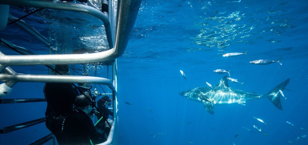 Great Experiences of Diving in Bimini